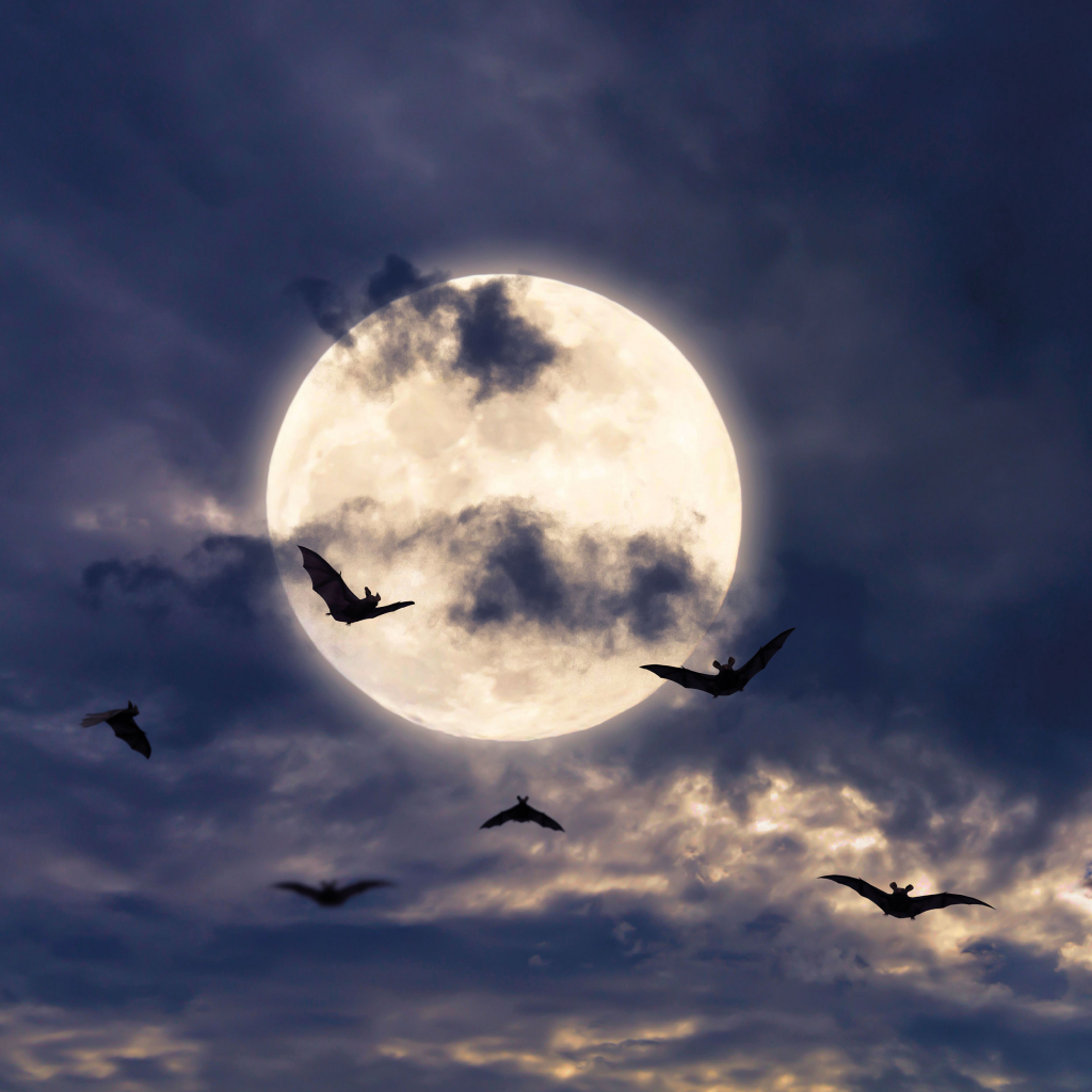 Mriežkový kalendár Mesiac 2023, 30 × 30 cm | TSBOHEMIA.SK